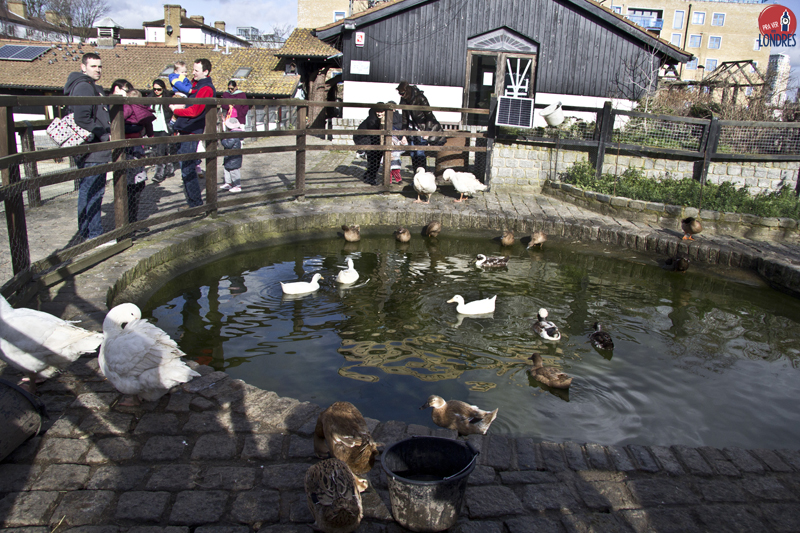 Surrey Docks Farm: tinha uma fazenda no meio de Londres… – Pra Ver no Mundo
