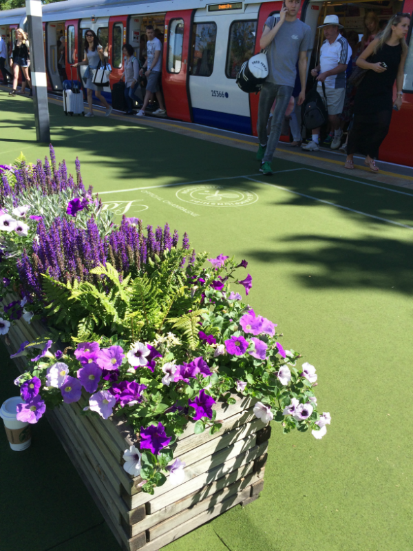 Wimbledon: como viver a experiência incrível de um Grand Slam de tênis ...